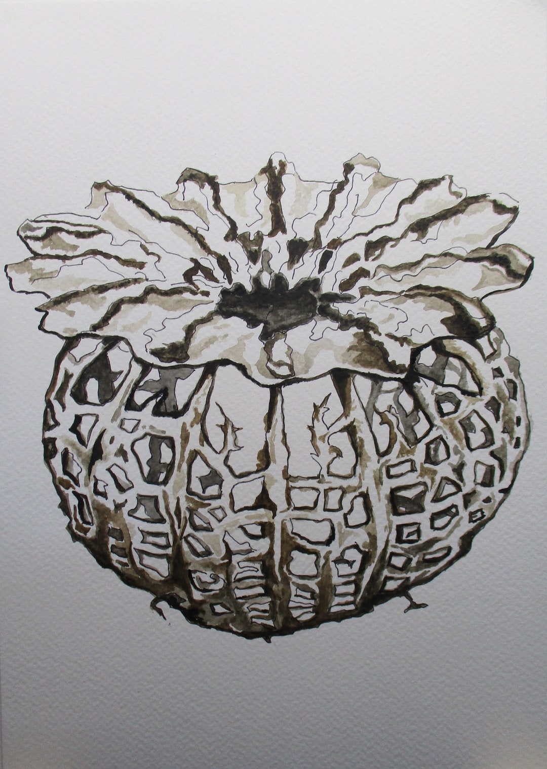 Original Watercolour and Pen Drawing of a Poppy Seed Head. - Etsy