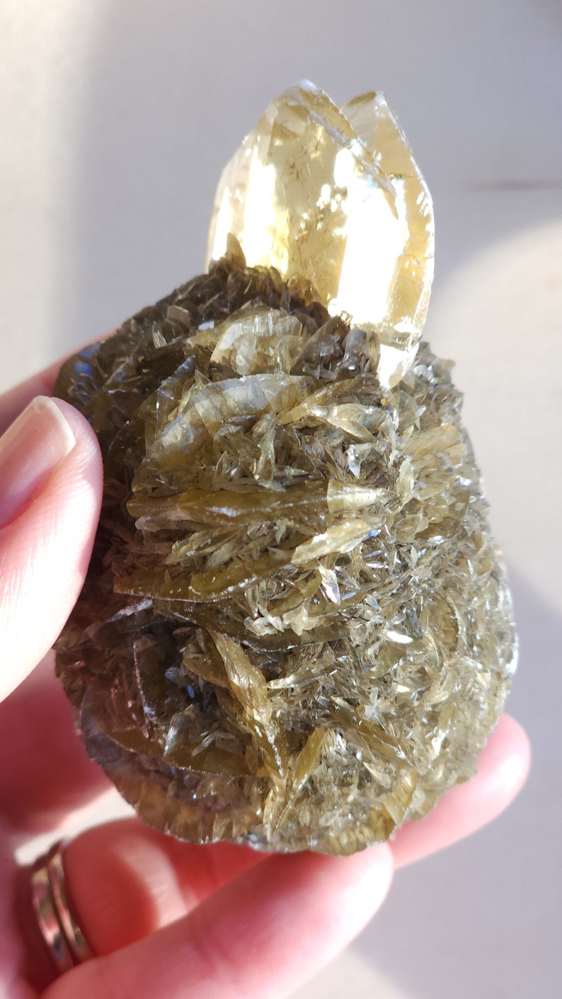 Incredible Rare Duckbill Selenite Collector Specimen | Fine Mineral ...