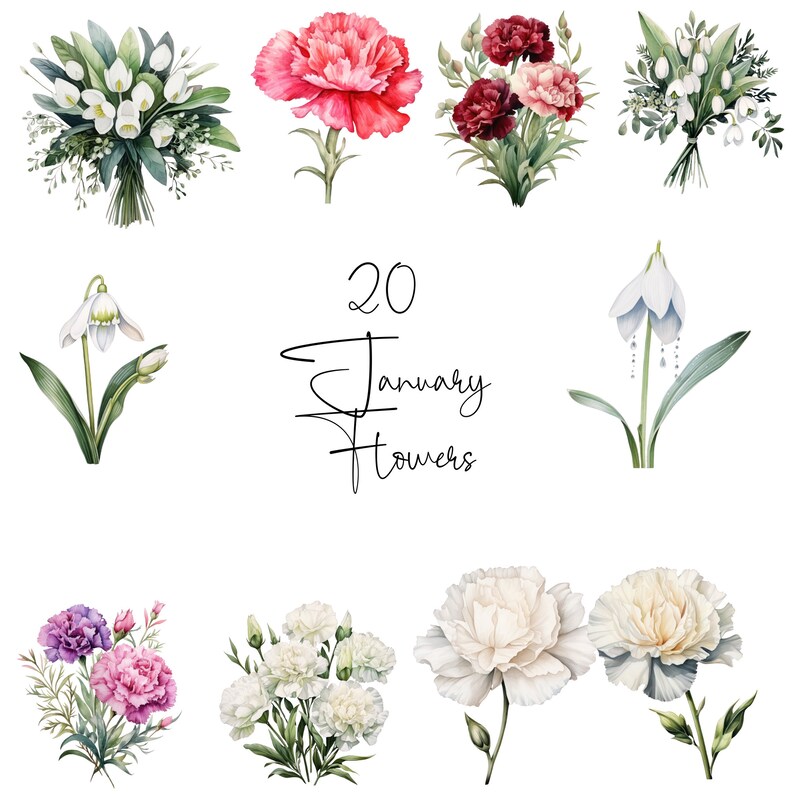Birth Month Flower Clipart | Birth Flower Watercolor Clipart Png ...