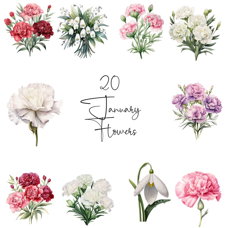 Birth Month Flower Clipart | Birth Flower Watercolor Clipart Png ...