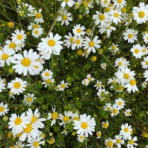 Golden Chamomile + Calendula Magic Face Moisturizer - Etsy