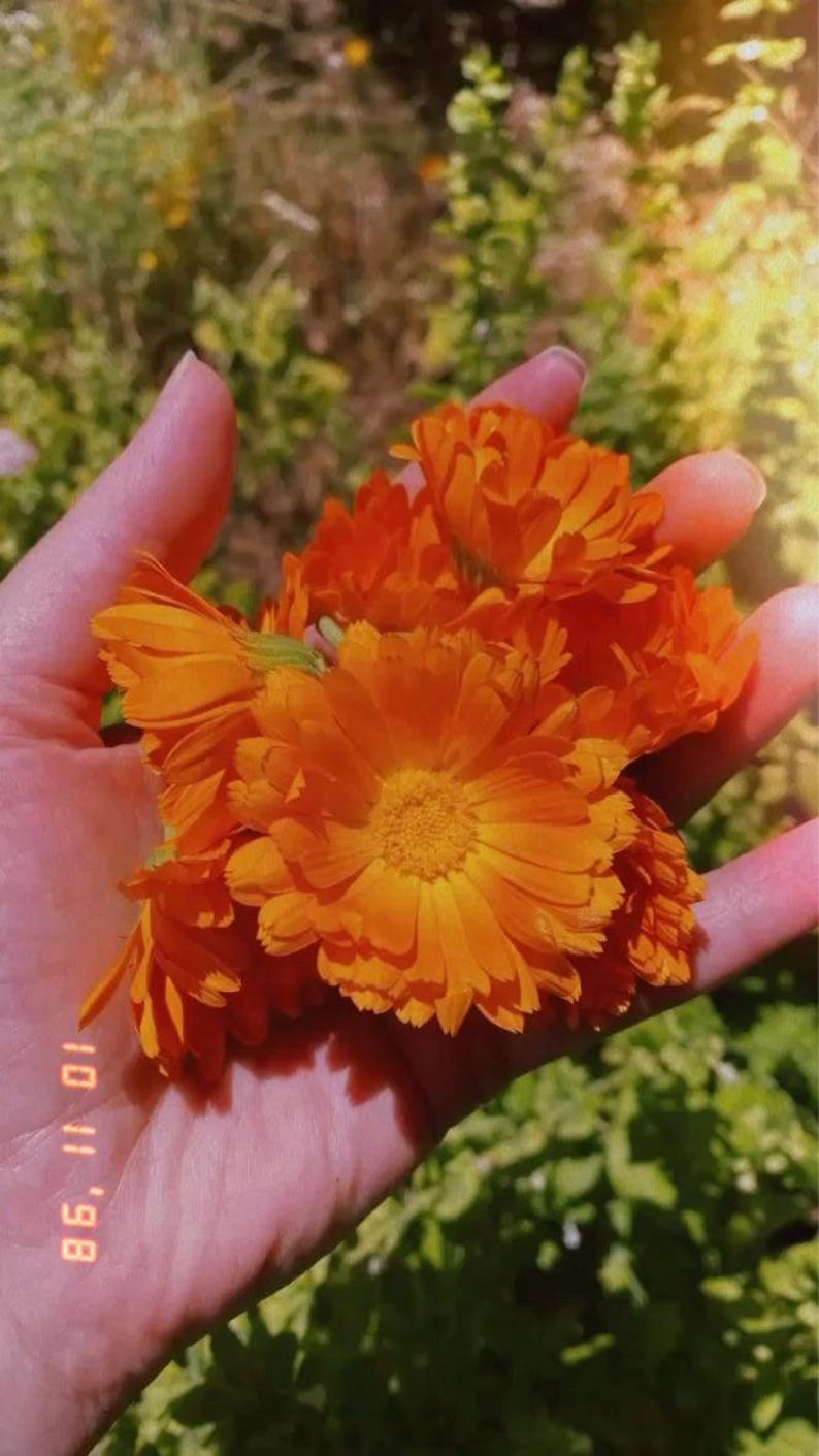 Golden Chamomile + Calendula Magic Face Moisturizer - Etsy