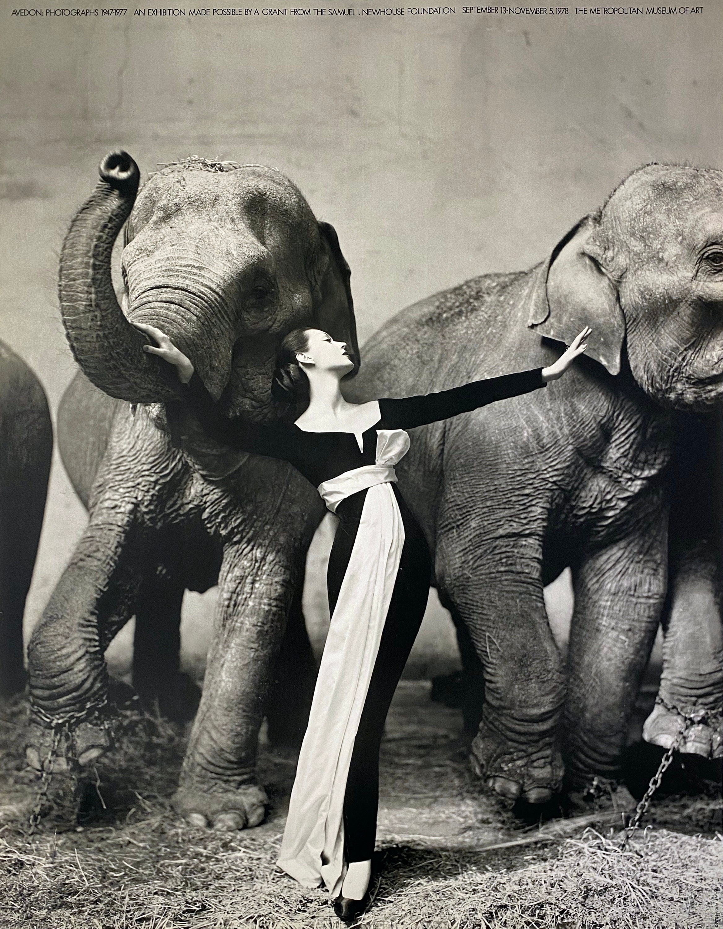 Richard Avedon, Photographer / Dovima With Elephants, 28 X 22 - Etsy