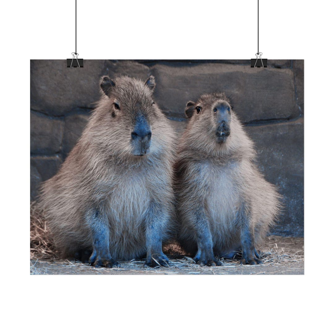 Capybara Wall Art Rolled Poster Cute Animal Lover Gift-dorm Room ...