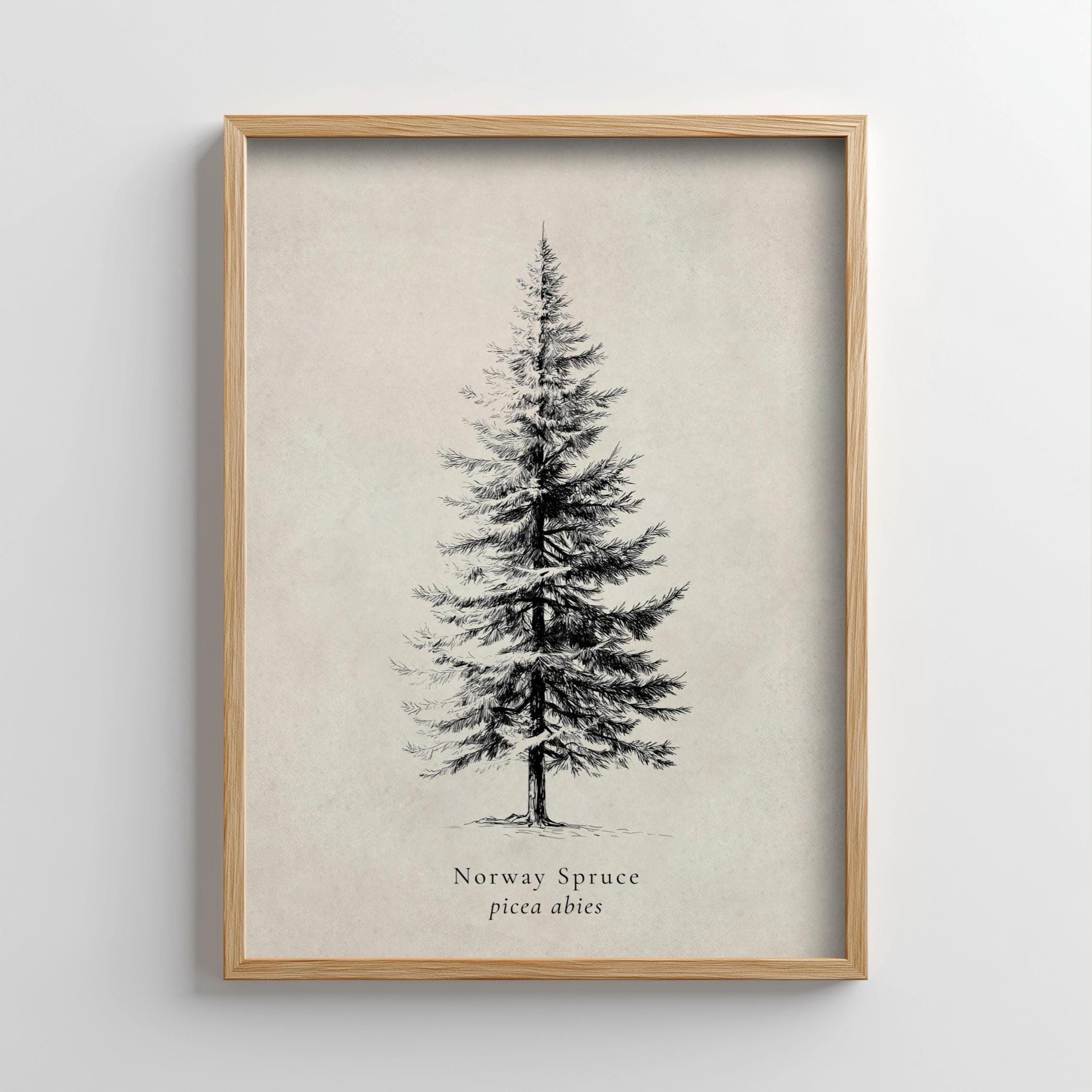 Vintage Black and White Tree Print Set of 3: Pine, Spruce, Sequoia ...