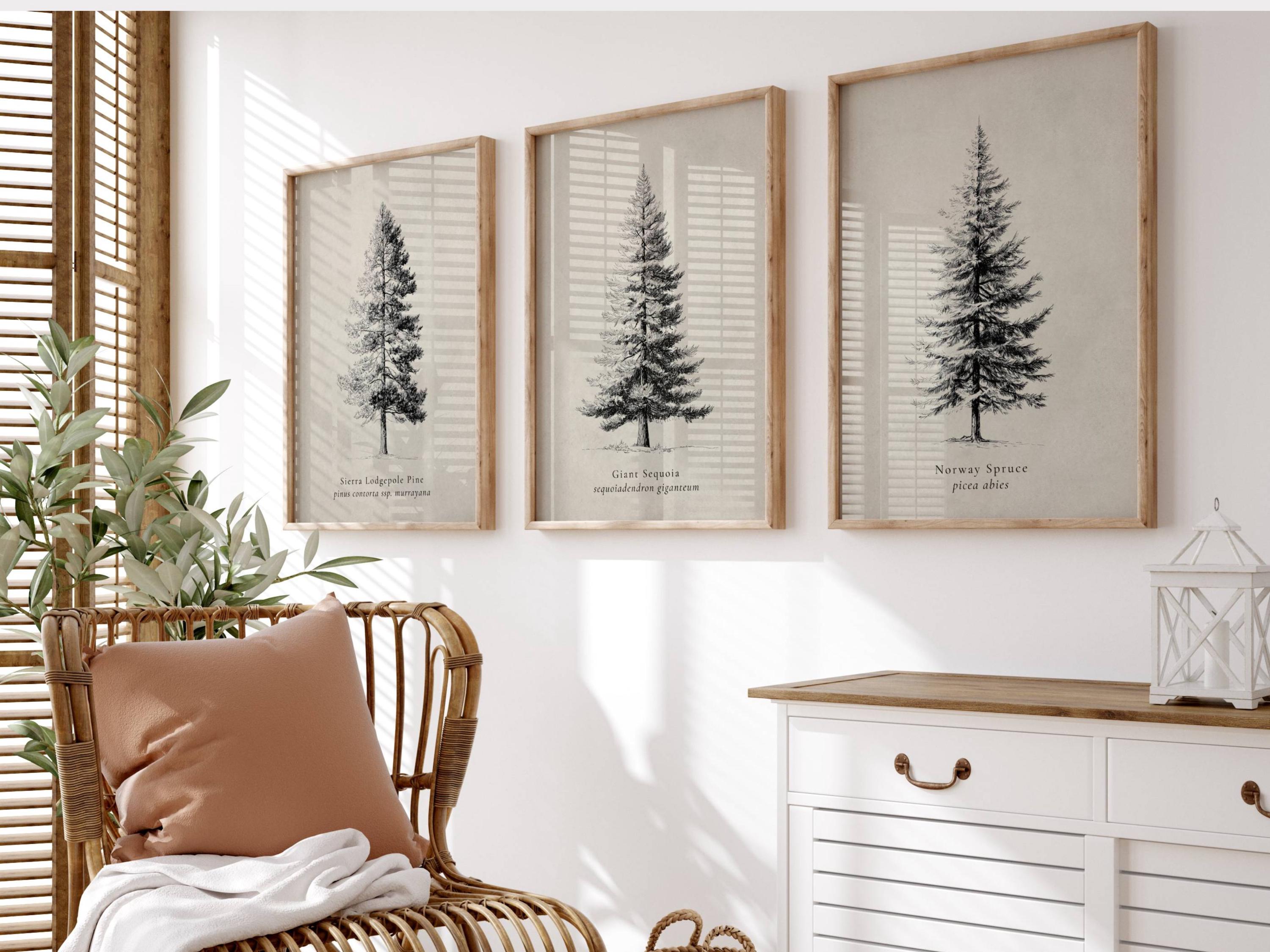 Vintage Black and White Tree Print Set of 3: Pine, Spruce, Sequoia ...