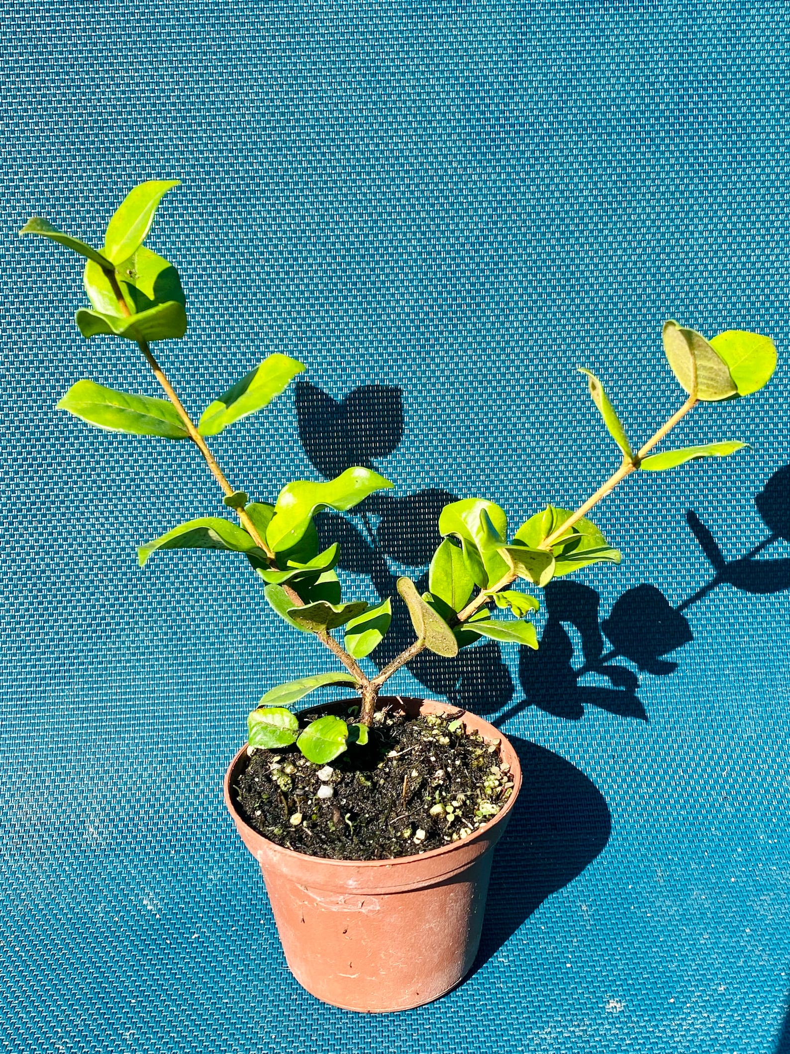 Star Cherry 'pitangatuba' Plant Rare - Etsy