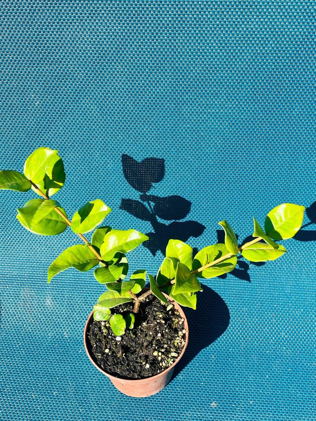 Star Cherry 'pitangatuba' Plant Rare - Etsy