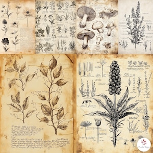 Botanist Field Journal Art Pages | Botanical Scrapbooking Papers ...