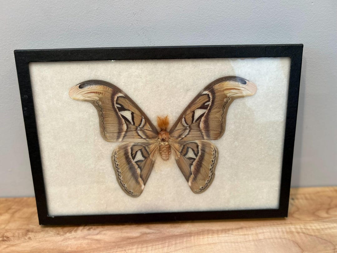 Framed Attacus Atlas Moth From Vietnam on a Riker Specimen Mount ...
