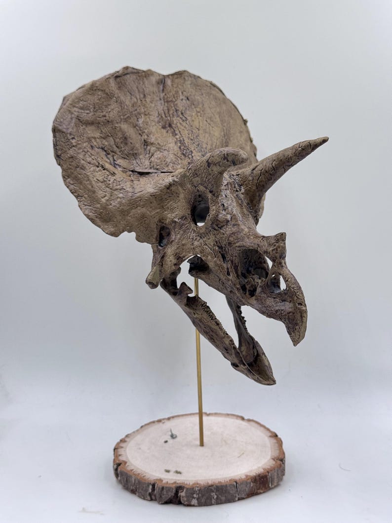 Triceratops Skull Replica Hand-painted Dinosaur Keepsake - Etsy