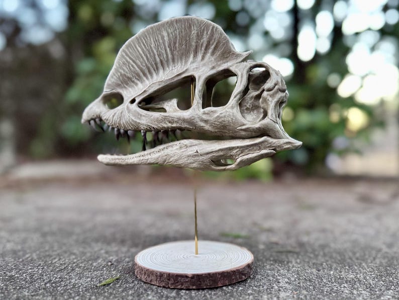 Dilophosaurus Skull Replica – 1:3 Scale Hand-painted 3D Printed ...