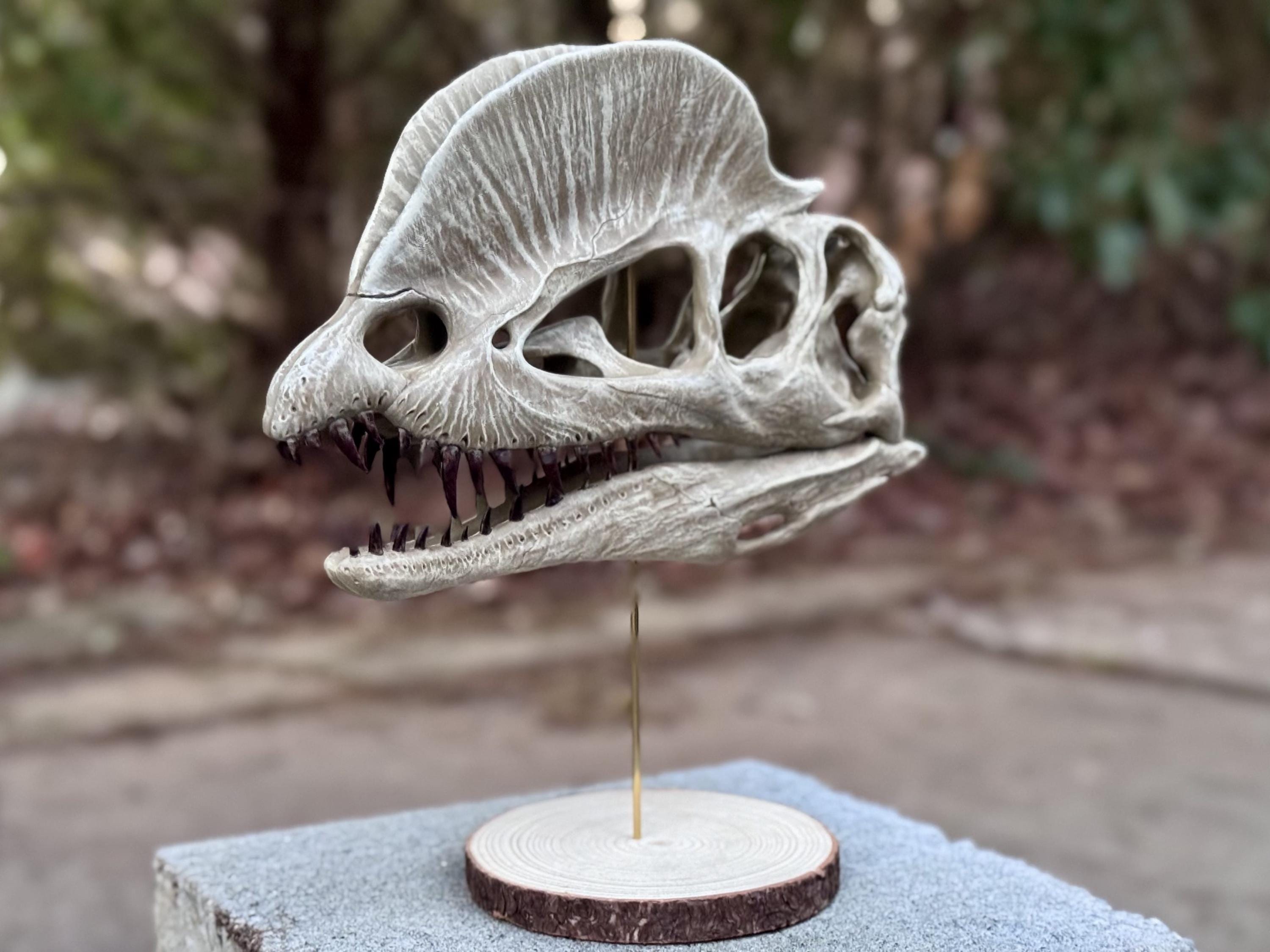Dilophosaurus Skull Replica – 1:3 Scale Hand-painted 3D Printed ...