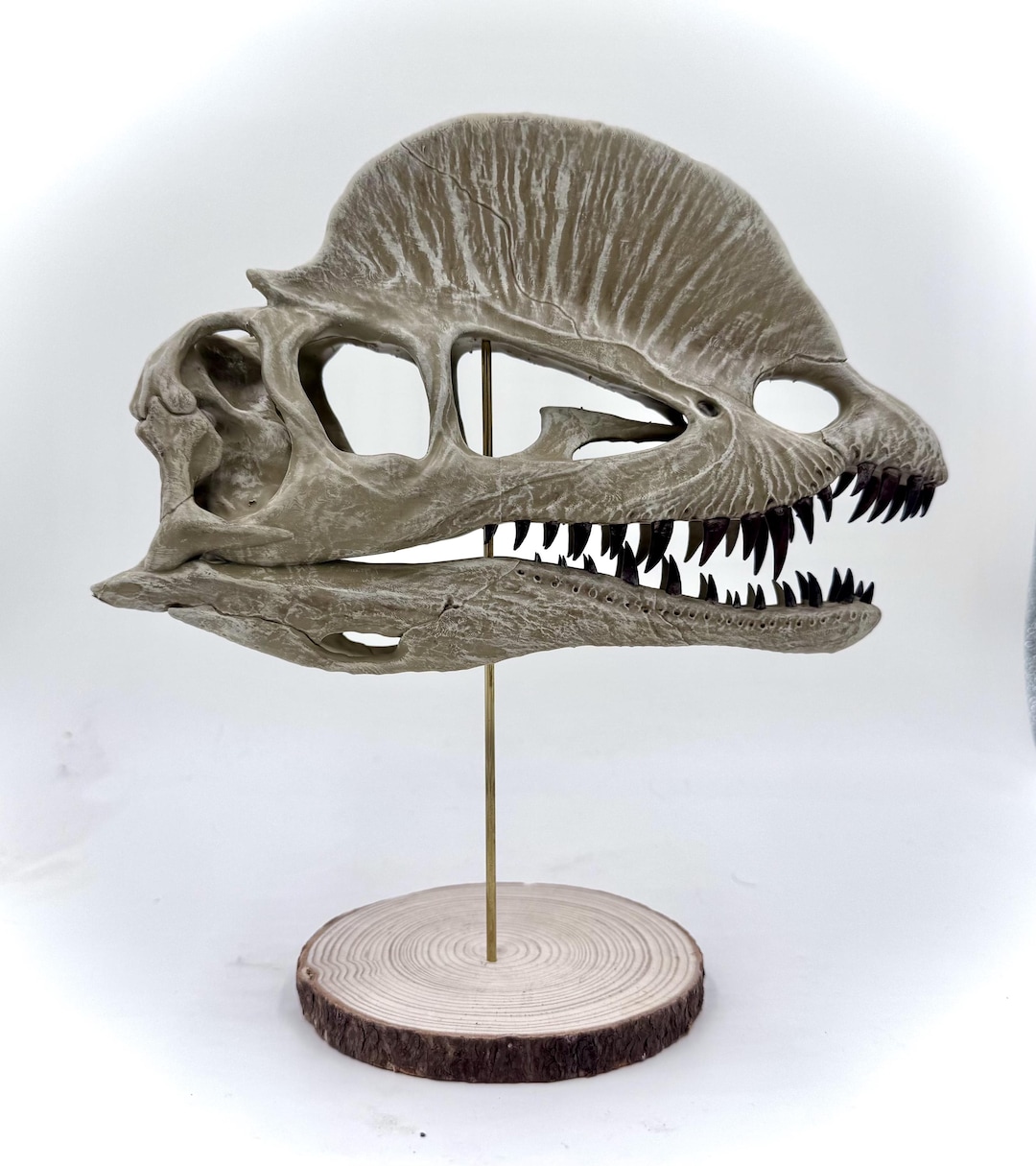 Dilophosaurus Skull Replica – 1:3 Scale Hand-painted 3D Printed ...
