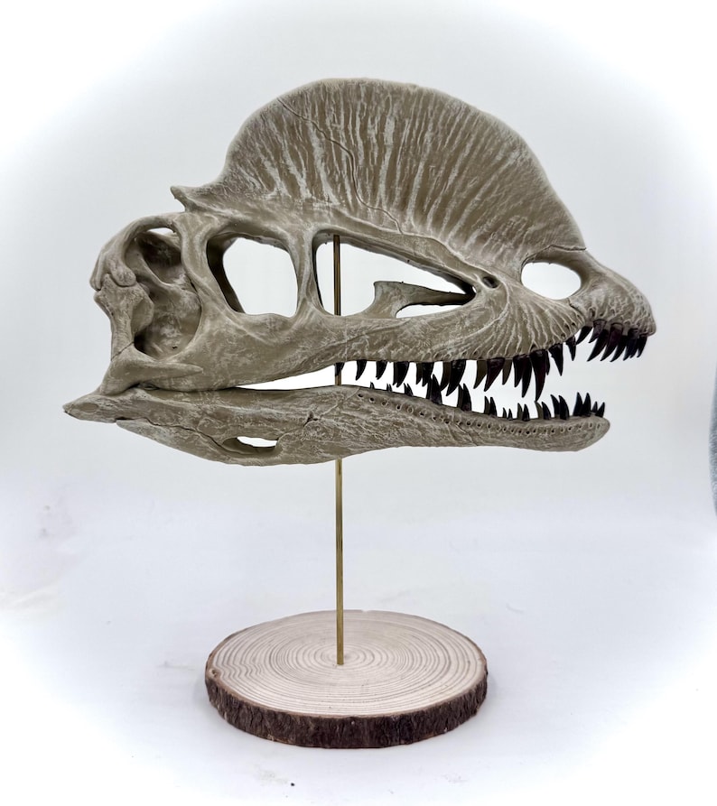 Dilophosaurus Skull Replica – 1:3 Scale Hand-painted 3D Printed ...
