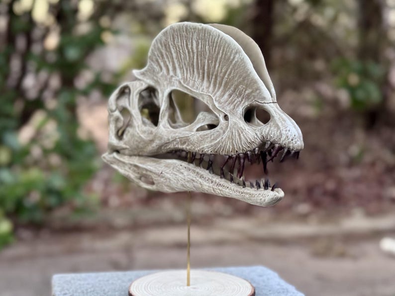 Dilophosaurus Skull Replica – 1:3 Scale Hand-painted 3D Printed ...