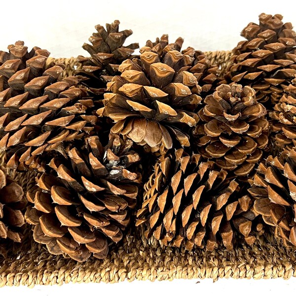 Large Pine Cones - Etsy