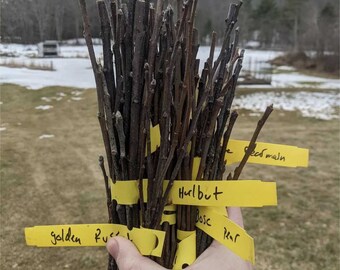 3 Scion Cuttings Mt. Rose Apple Tree for Grafting - Etsy