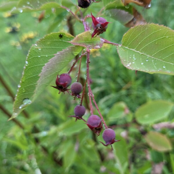 Serviceberry Tree - Etsy
