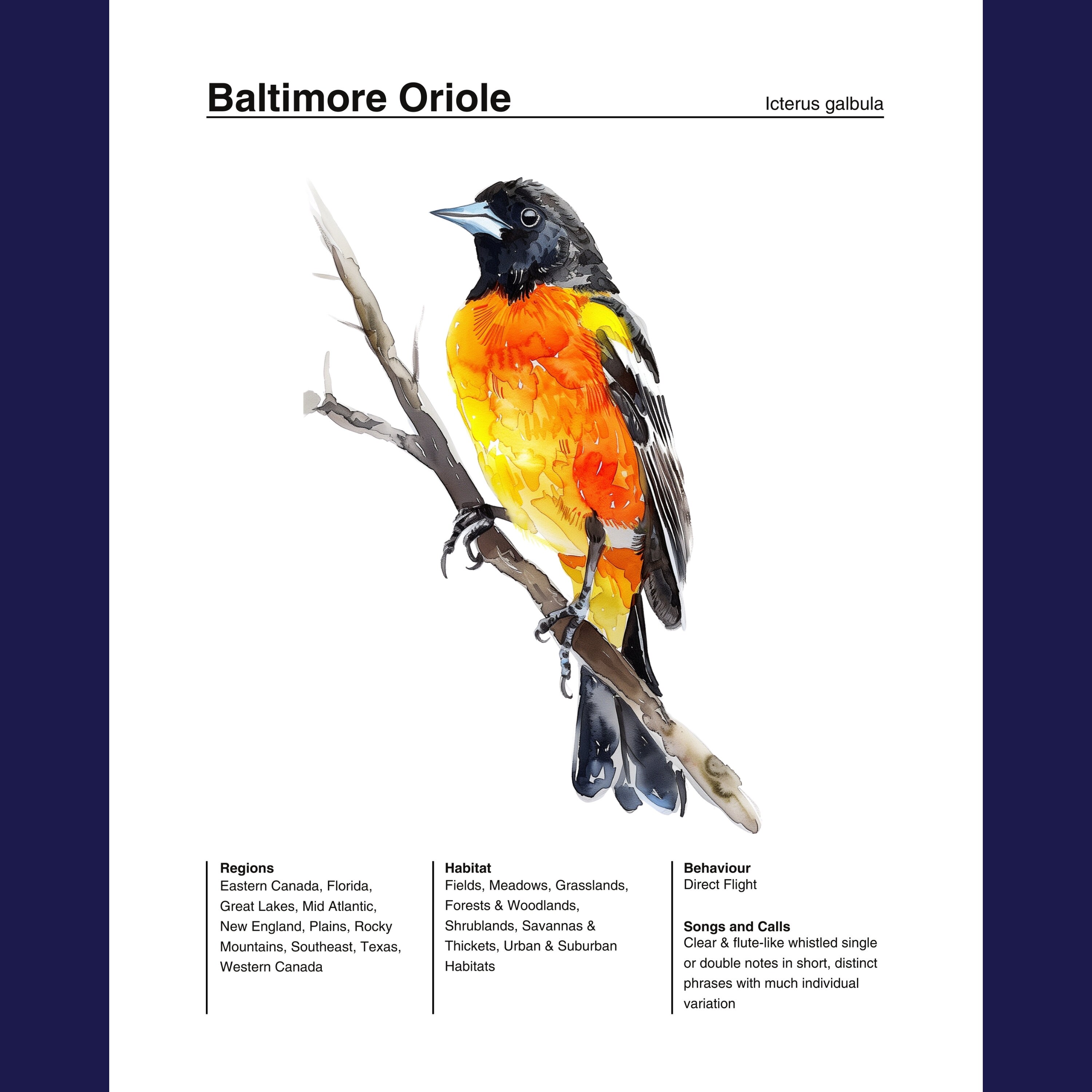 Bird Identification Poster, Birding Poster, Baltimore Oriole Bird ...