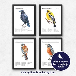 Bird Identification Poster, Birding Poster, American Crow Poster, Bird ...
