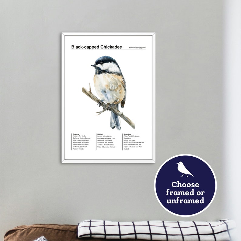 Bird Identification Poster, Birding Poster, Black-capped Chickadee ...