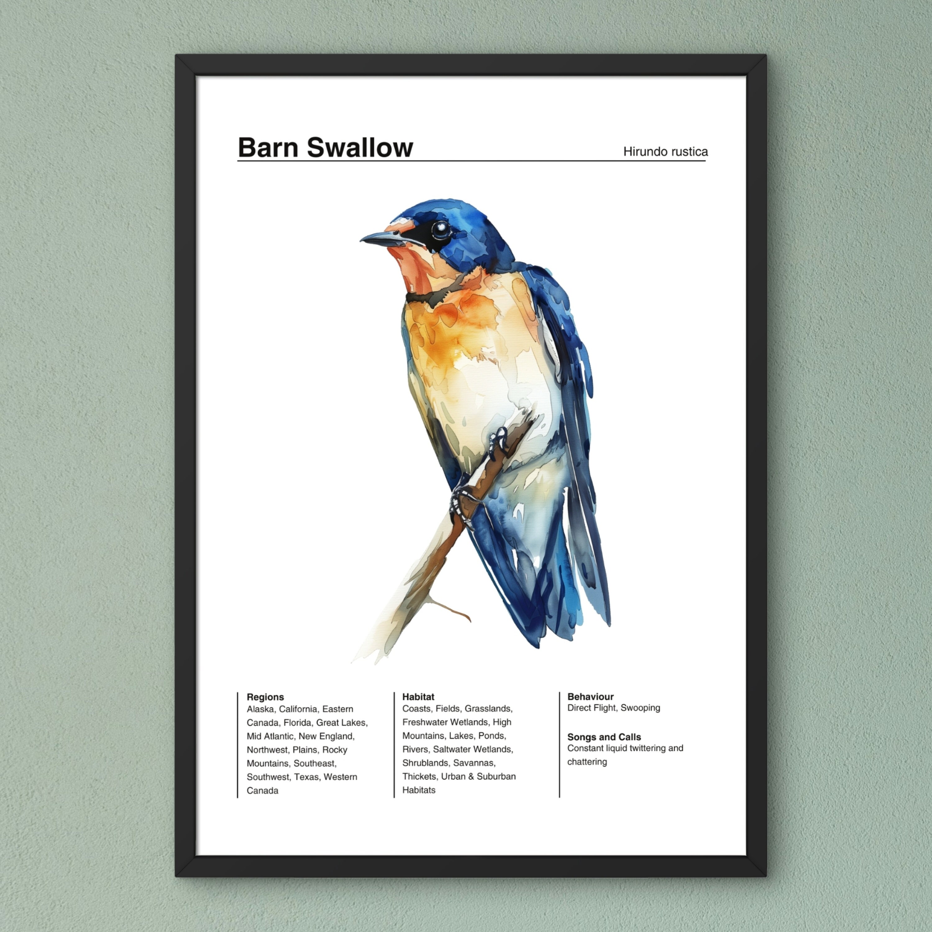 Bird Identification Poster, Birding Poster, Barn Swallow Poster, Bird ...