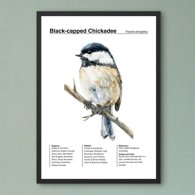Bird Identification Poster, Birding Poster, Black-capped Chickadee ...