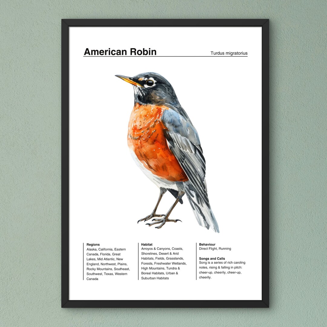 Bird Identification Poster, Birding Poster, American Robin Poster, Bird ...