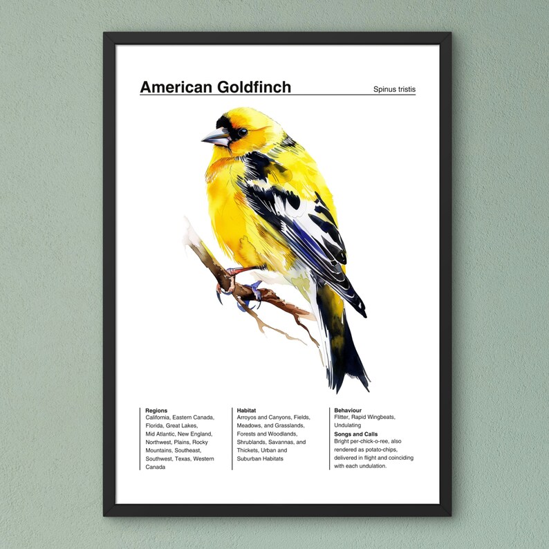 Bird Identification Poster, Birding Poster, American Goldfinch Poster ...