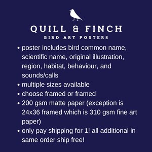 Bird Identification Poster, Birding Poster, American Crow Poster, Bird ...