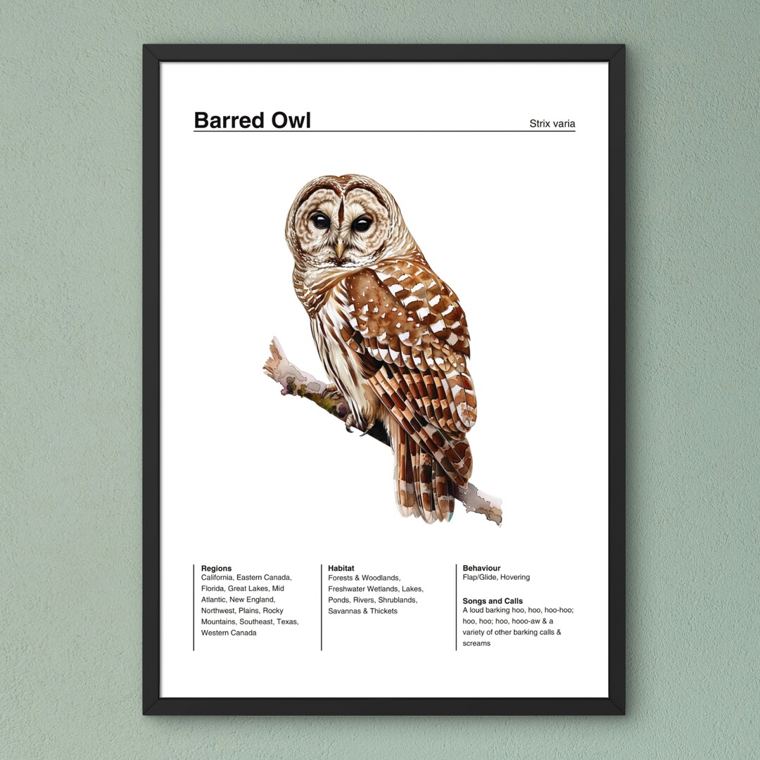 Bird Identification Poster, Birding Poster, Barred Owl Poster, Bird ...