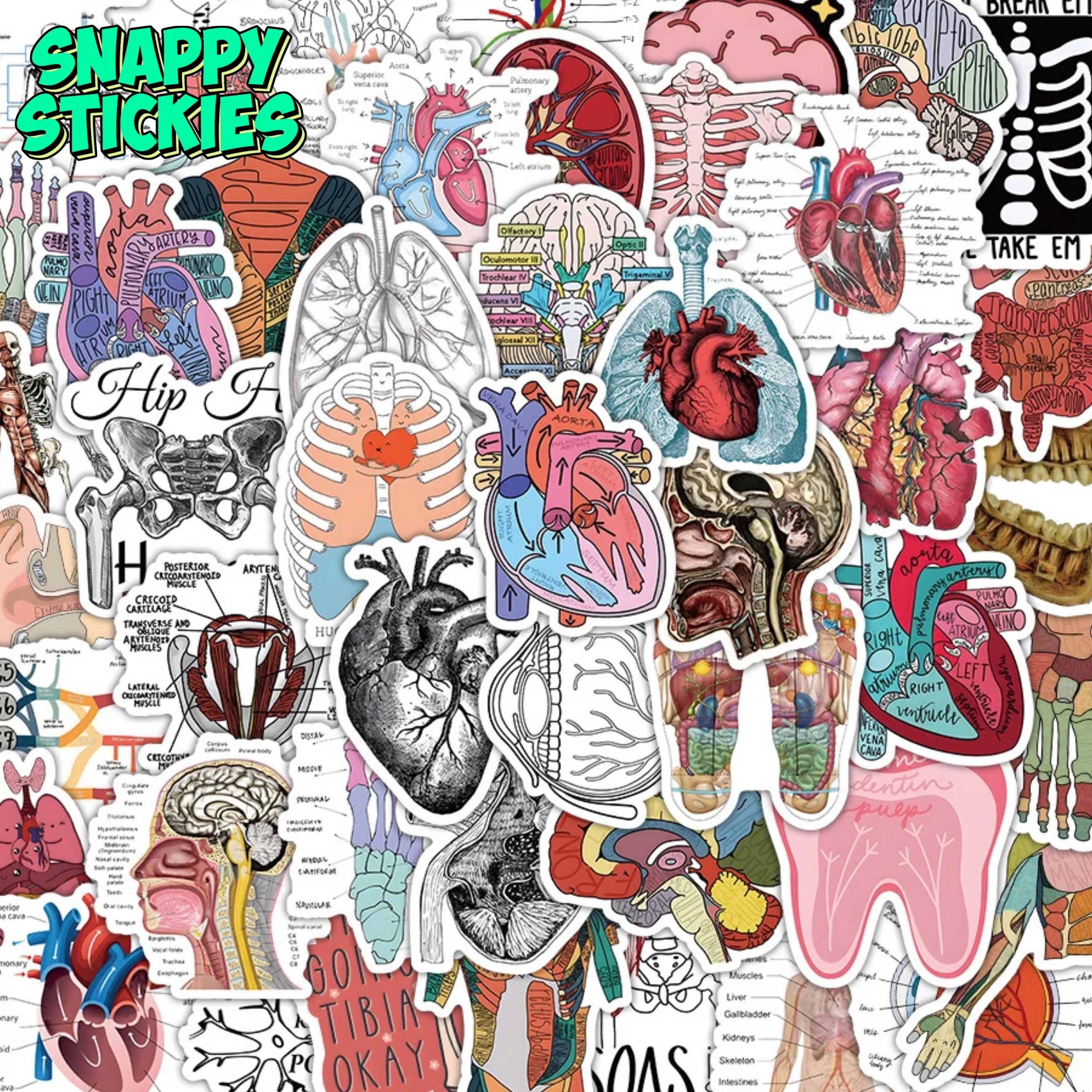 Anatomy Body Parts Sticker Pack Body Organs Stickers Study Stickers ...