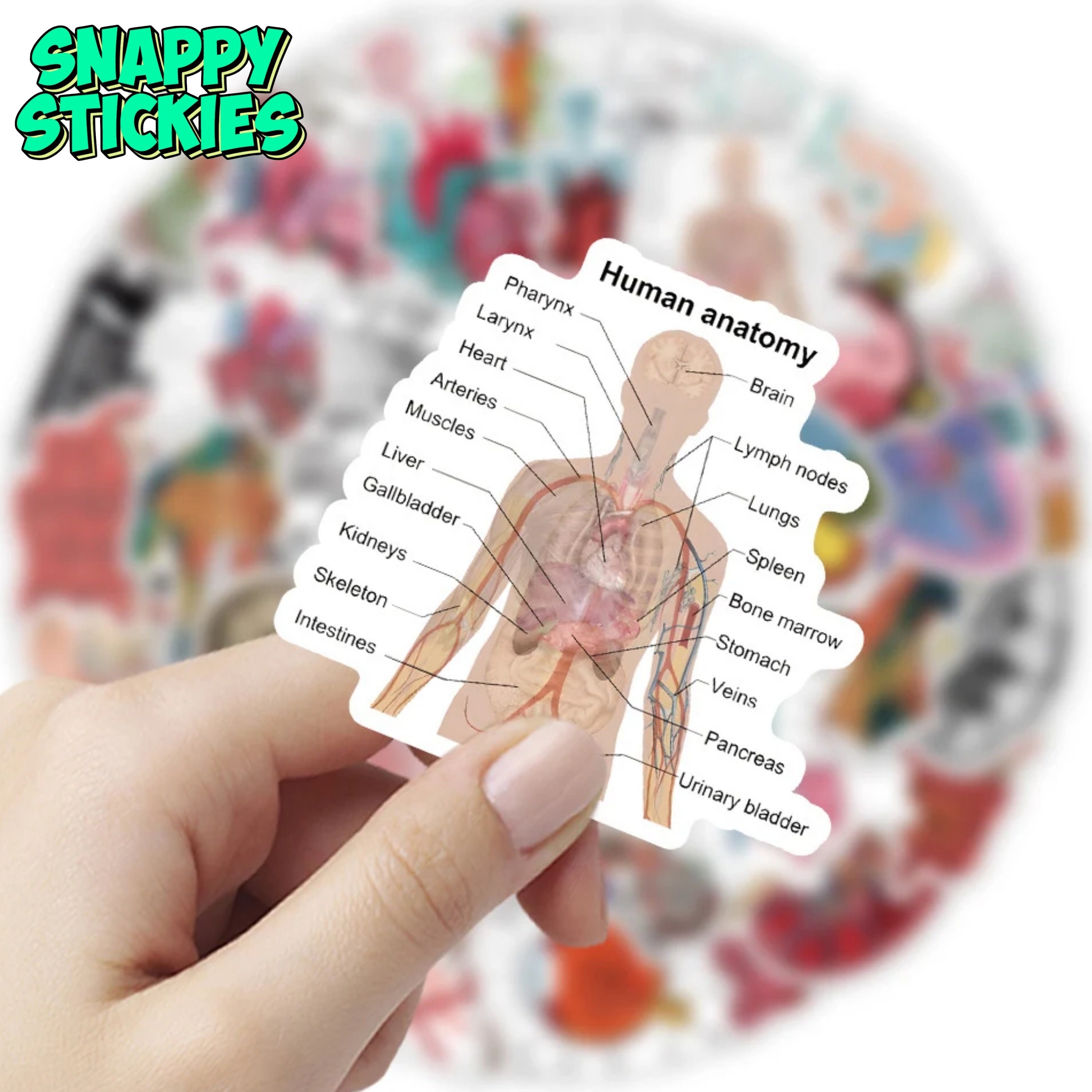 Anatomy Body Parts Sticker Pack Body Organs Stickers Study Stickers ...