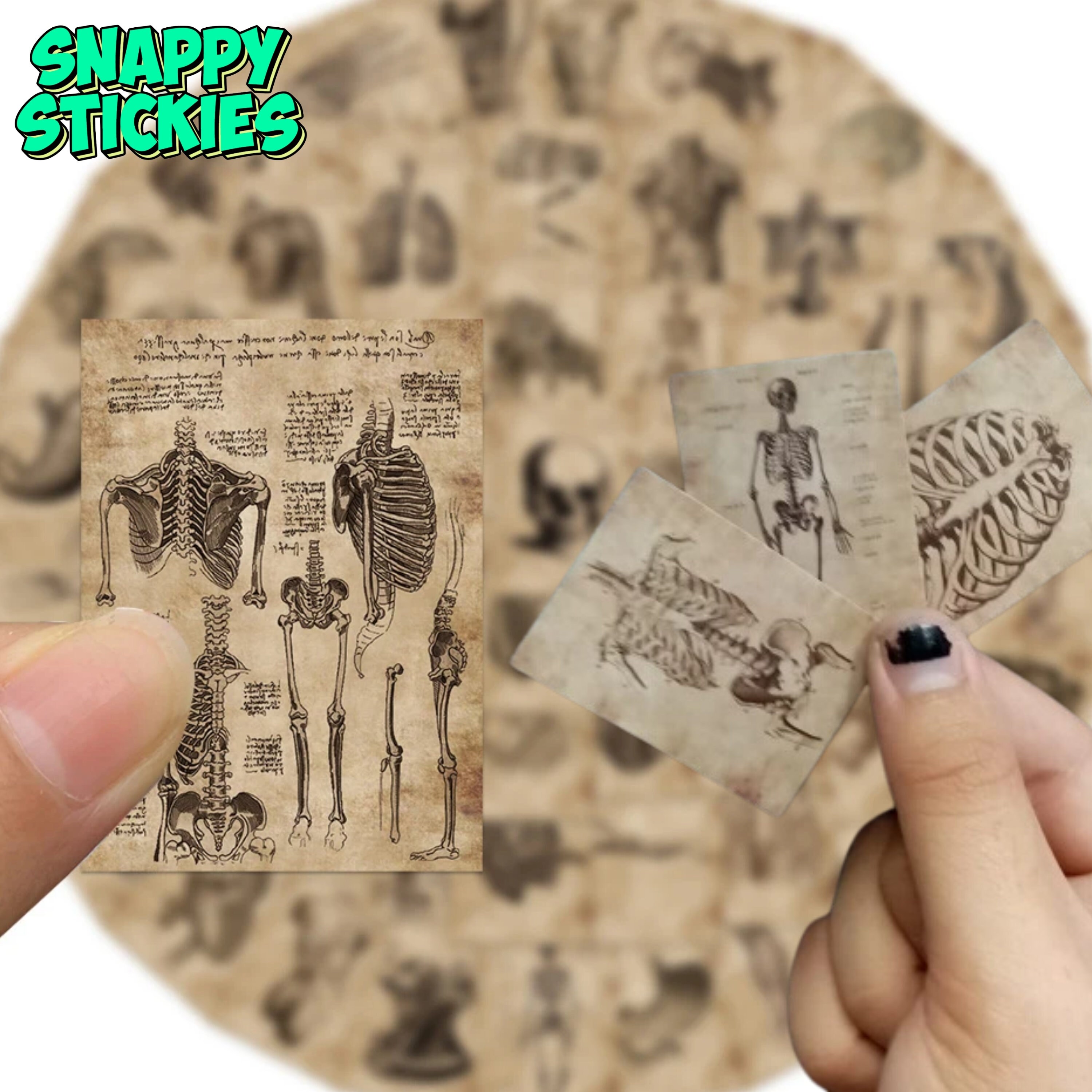 Anatomy Sticker Bundle Body Parts Stickers Pack Physiology Stickers ...