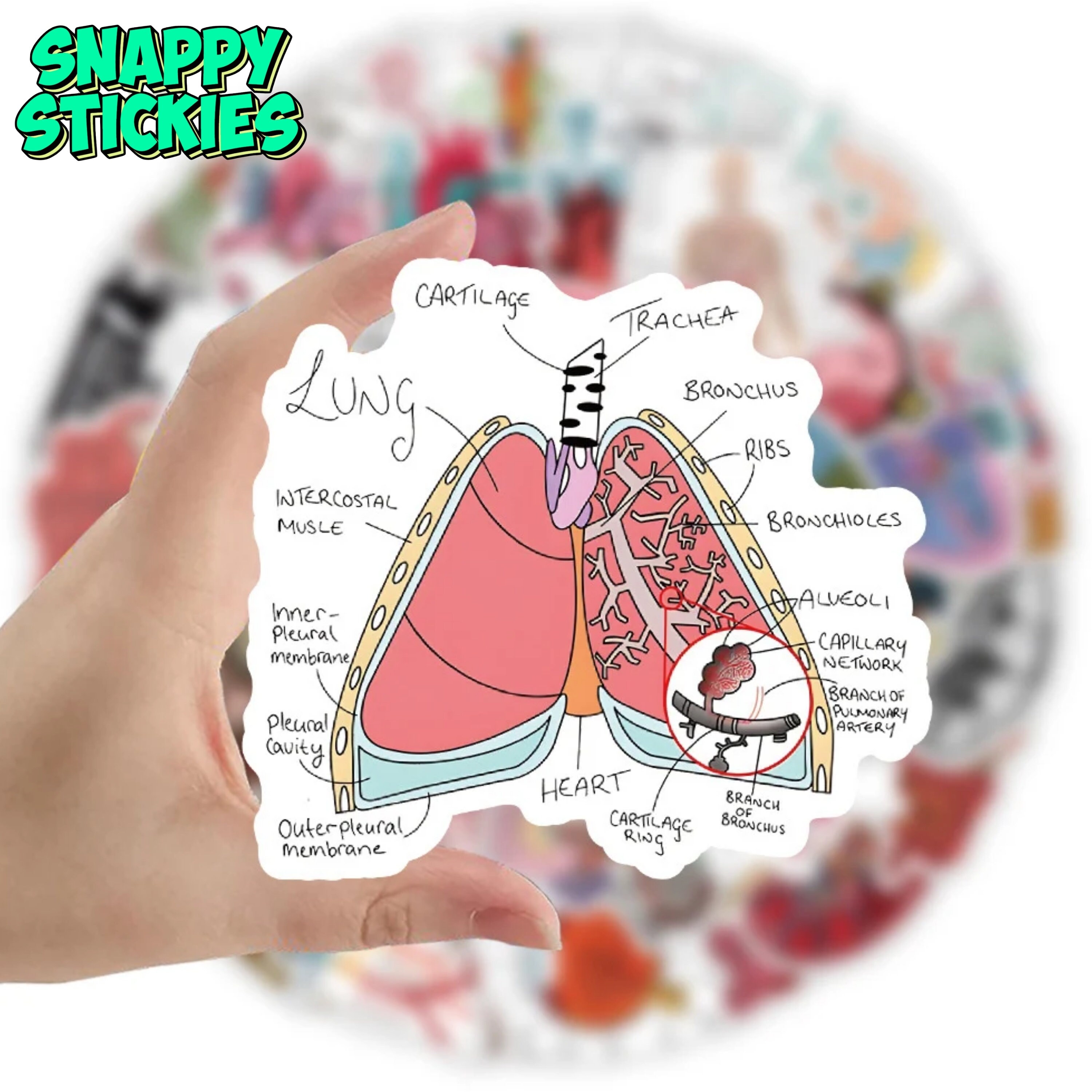 Anatomy Body Parts Sticker Pack Body Organs Stickers Study Stickers ...