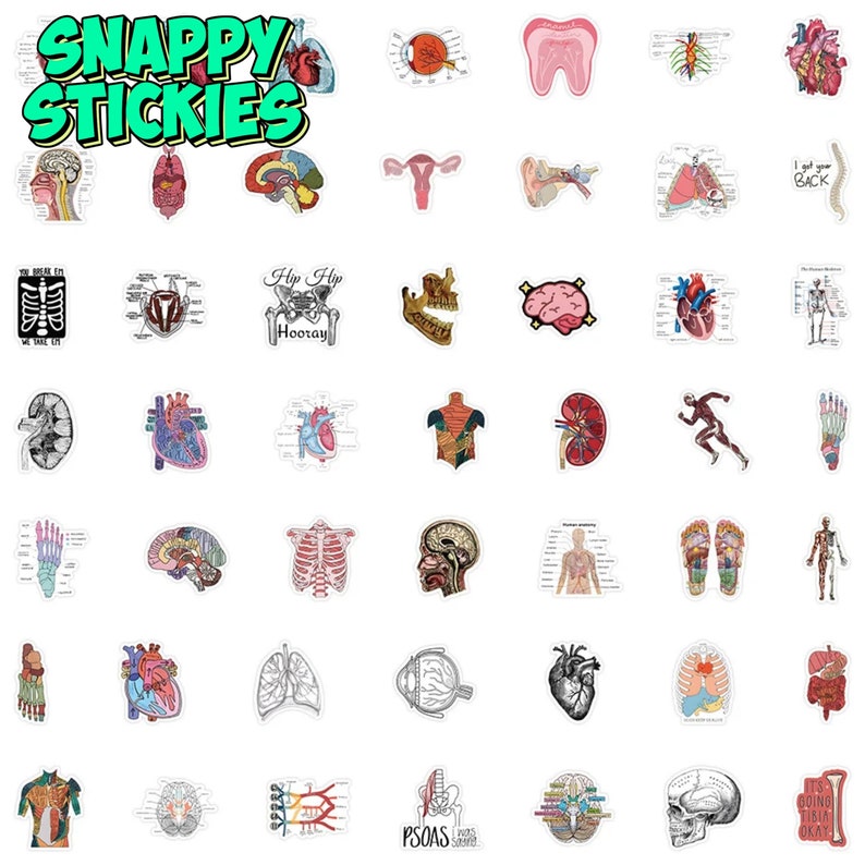 Anatomy Body Parts Sticker Pack Body Organs Stickers Study Stickers ...
