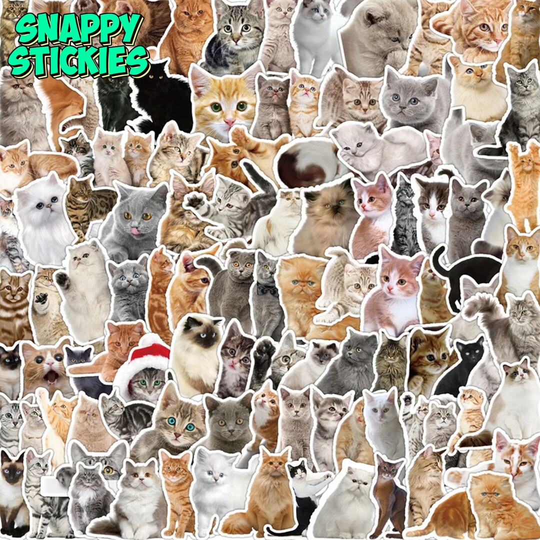 Cat Meme Stickers Funny Cat Stickers Famous Cat Stickers Internet Meme ...