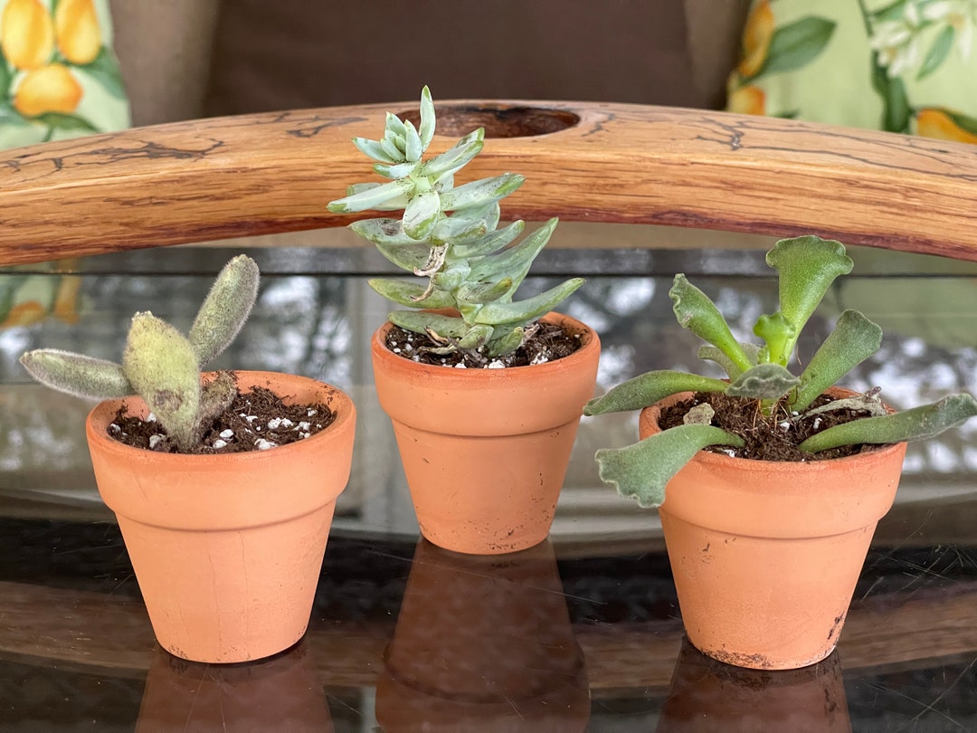 Votive Candles, Succulents, Clay Pots, Various Succulent Pots W ...