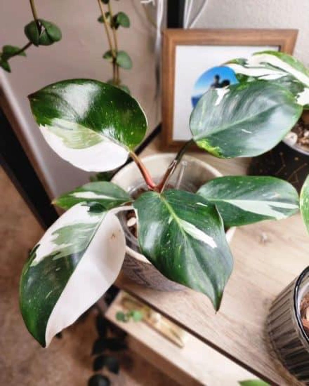 Philodendron White Knight Variegated Cutting | Rooted Cutting | Rare ...