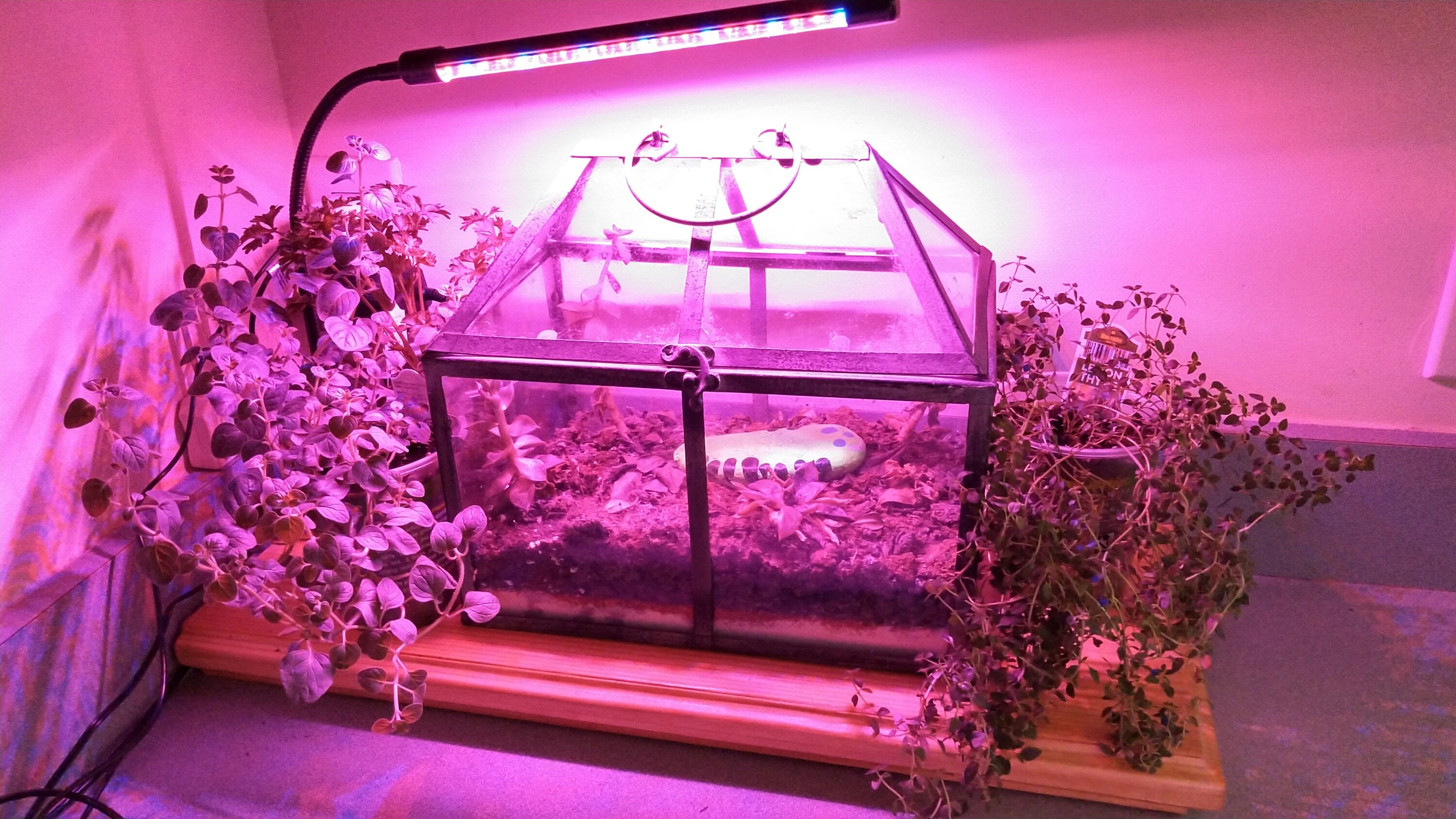 Plant Growing LED Light With XL Wide Base / Indoor Full Spectrum LED ...