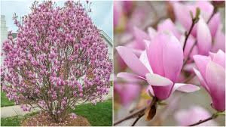 Pink Flowering Japanese Magnolia | Magnolia X 'jane' | Quart, 1 & 3 ...