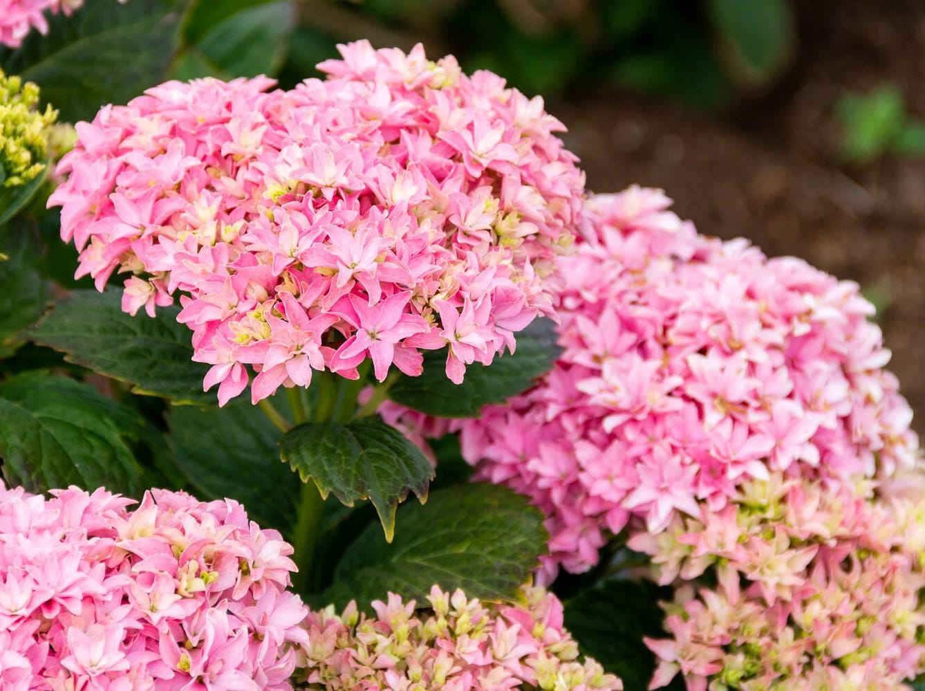 Starfield™ Reblooming Hydrangea - Etsy