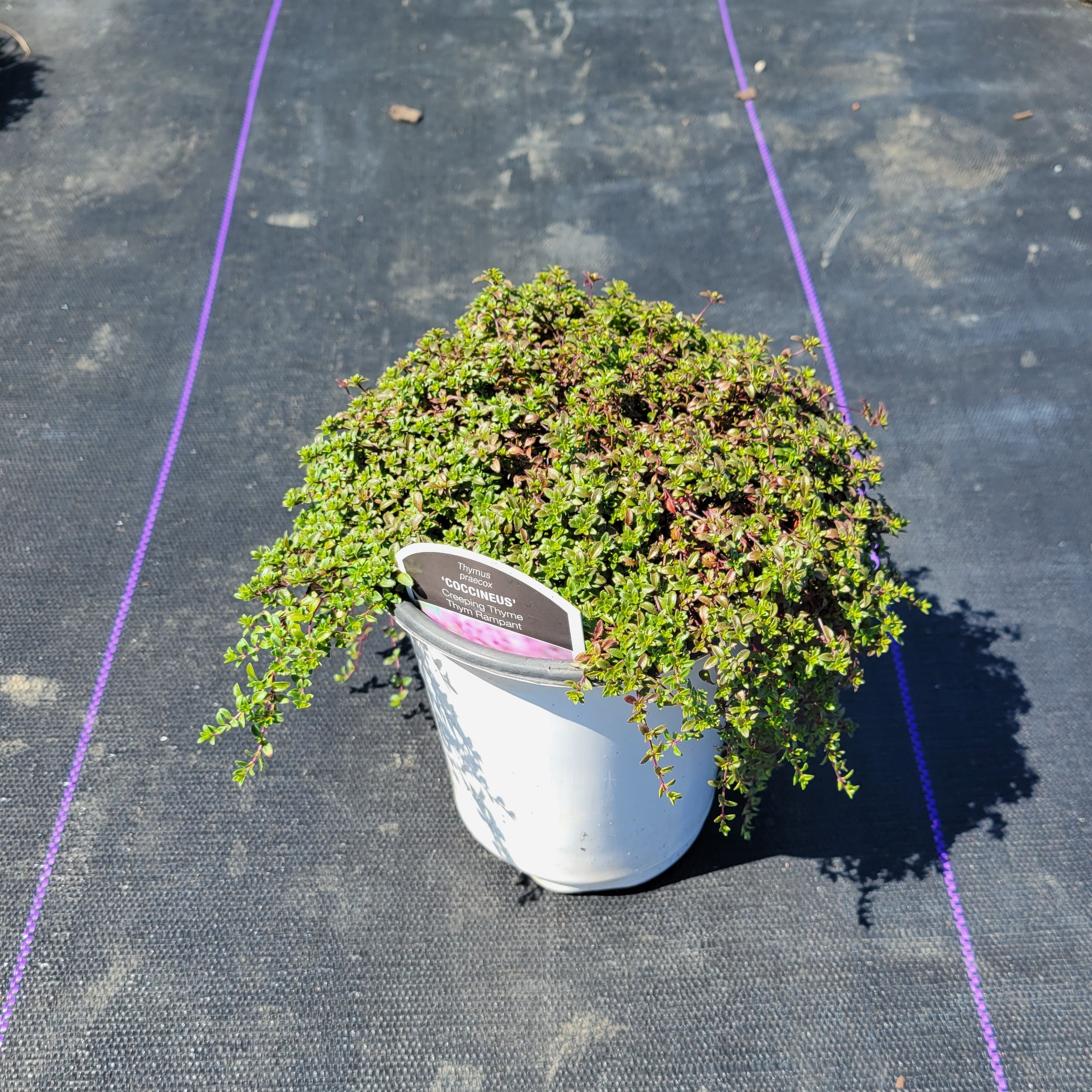 Fragrant Red Creeping Thyme Plant | 5" Container | 2, 4, & 6 Plant ...