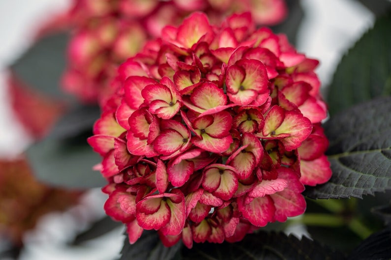 Eclipse ® Bigleaf Hydrangea | Unique Foliage & Blooms - Etsy