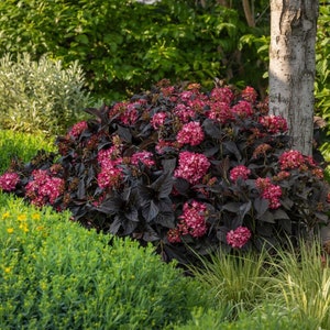 Eclipse ® Bigleaf Hydrangea | Unique Foliage & Blooms - Etsy