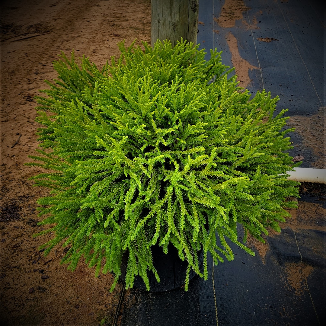 Dwarf Japanese Cedar | Globosa Nana Cryptomeria | 3 & 7 Gallon Plant - Etsy