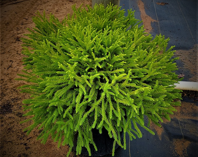 Gold Mound Spirea Dwarf Compact Chartreuse Yellow Shrub - Live Starter ...