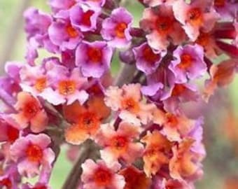 Bicolor Butterfly Bush Buddleia Davidii Plant Live, Spectacular ...