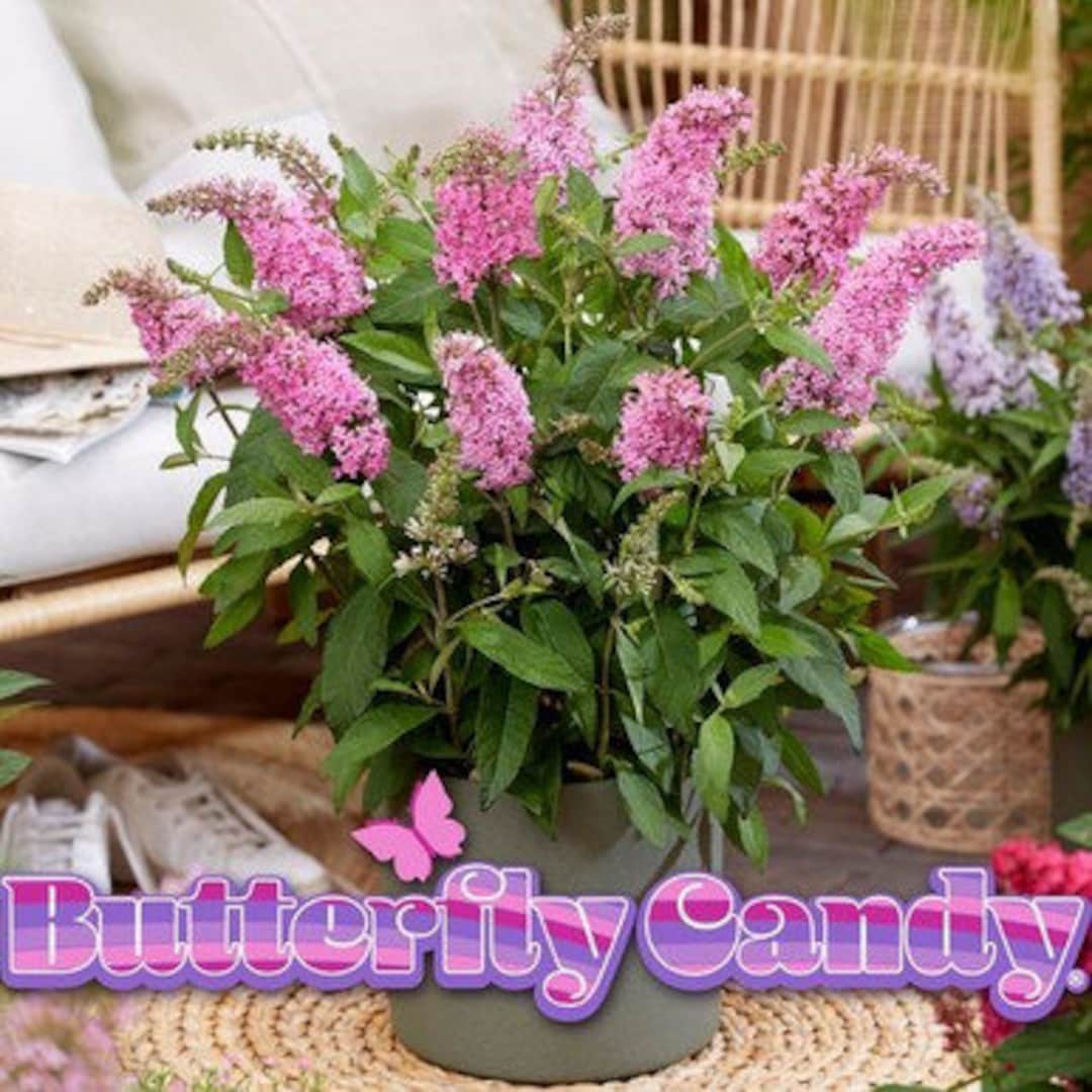 Butterfly Candy Lil' Taffy | Buddleia D. Butterfly Candy 'lil' Taffy ...